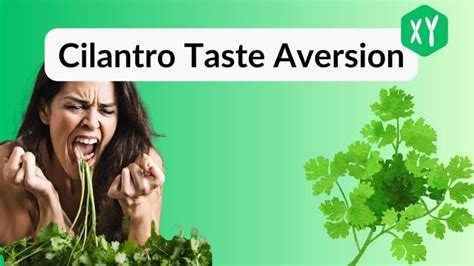 Cilantro Taste Aversion Why Do You Feel It Dnaorbit Genetics 23andme… Dna Orbit