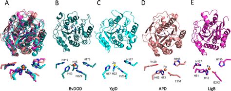 Structural Insights Into 45 Dopa Extradiol Dioxygenase From Beta