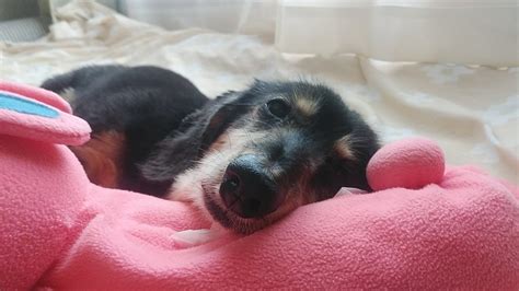 連日の猛暑日！！ ι ´Д`υ ｱﾂｨｰ ~テトラ~からのおすそわけ