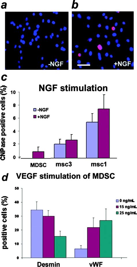 Multipotent Differentiation Of Mdsc In Vitro Ac Immunostaining Was