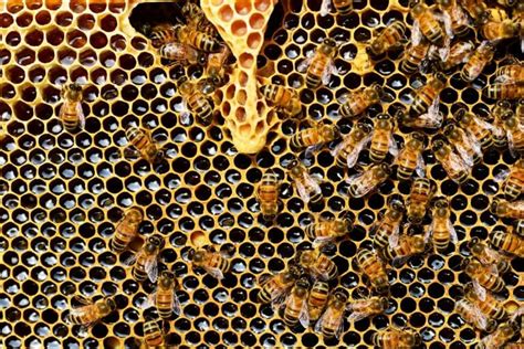 Dónde viven las abejas conoce su hábitat y forma de vida Eltiempo es