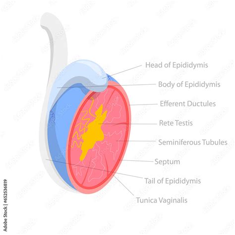 3d Isometric Flat Conceptual Illustration Of Testicle Anatomy Male