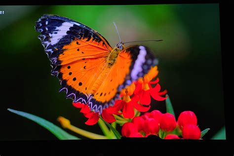 Projector Screenshot Eye Candy Thread Mkii Page 99 Avs Forum