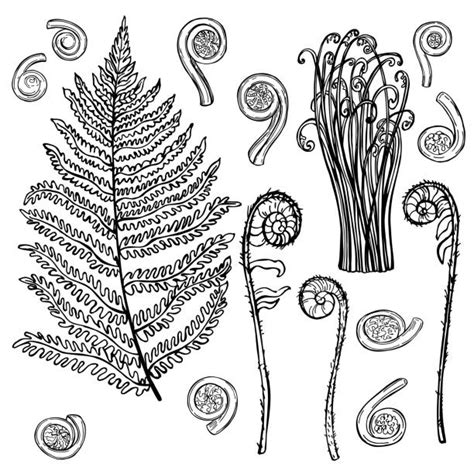 770 Bracken Stock Illustrations Royalty Free Vector Graphics And Clip Art Istock