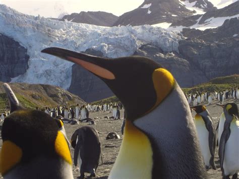 Adw Aptenodytes Patagonicus Information