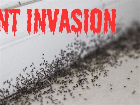Prevent Ants From Invading Naturally