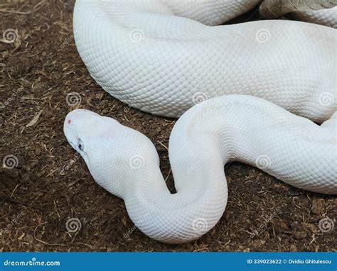 The Ball Python Python Regius Also Called The Royal Python White Non