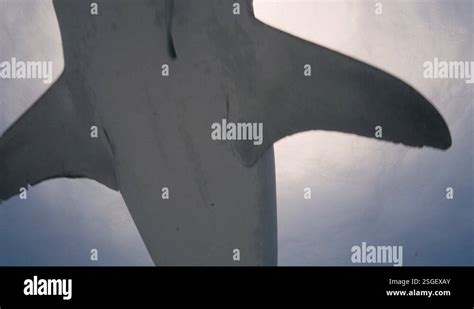 Tiger Shark Awims Over The Camera In Clear Water At Tiger Beach Bahamas 8k Stock Video Footage