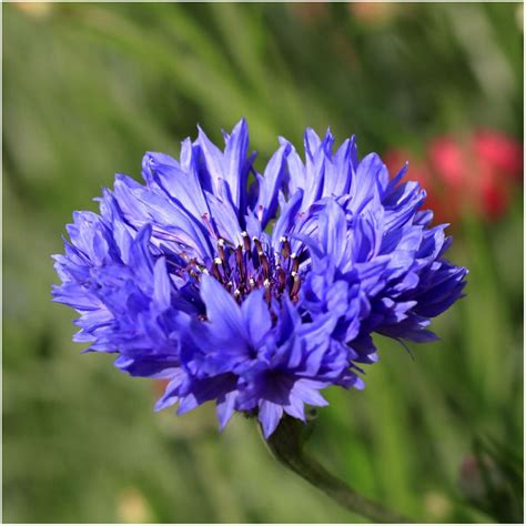 Dwarf Blue Cornflower Seeds Centaurea Cyanus Seed Needs Llc