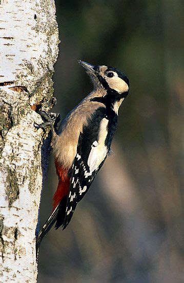 Hackspetter I Skogen Hackspett Pájaros Hermosos Pajaros Aves