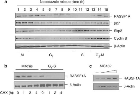 Skp2 Regulates The Antiproliferative Function Of The Tumor Suppressor