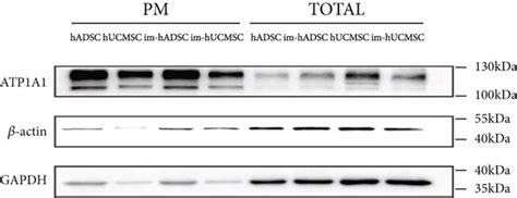 Extraction Of Mesenchymal Stem Cell Membrane A Tem Image Of Download Scientific Diagram