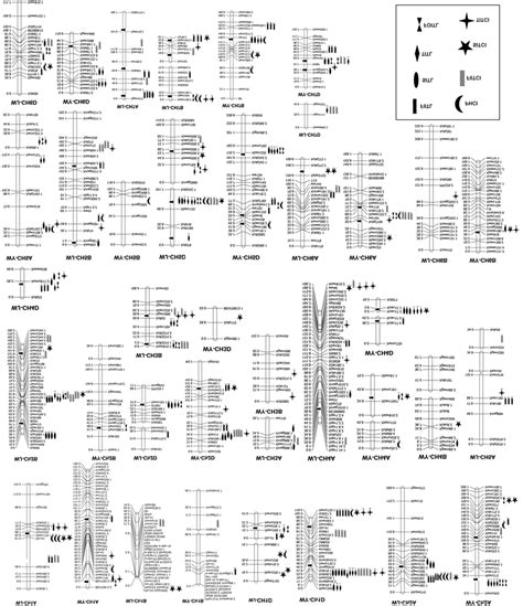 Location Of Putative Qtl For Internode Lengths And Their Component