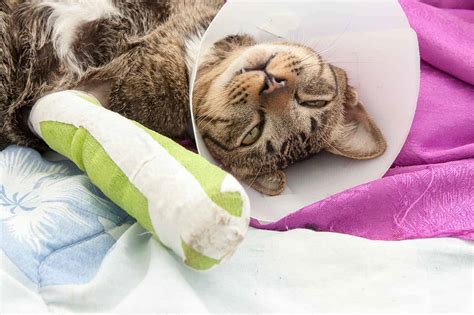 24 Hour Emergency Veterinarian In Southeastern Michigan Ovrs