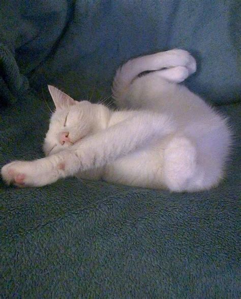 Tiny Demon Doing Interpretive Dance Rwhatswrongwithyourcat