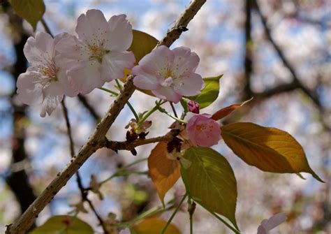 跡見群芳譜 桜花譜 サトザクラ チョウシュウヒザクラ