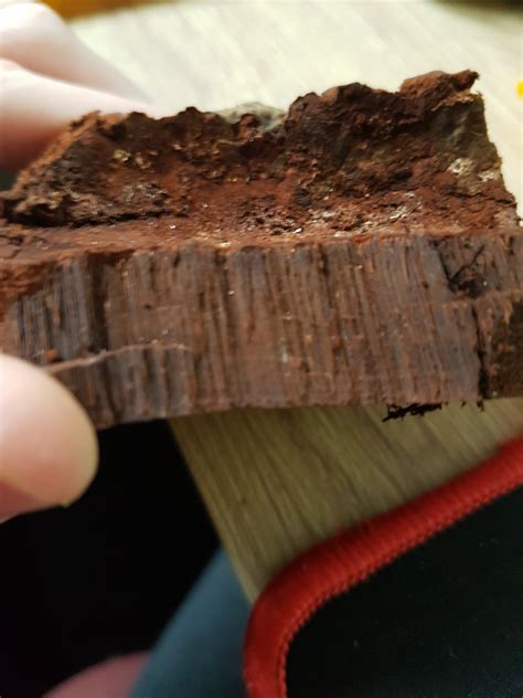 Fungi Identification Tree Health Care Arbtalk The Social Network For Arborists