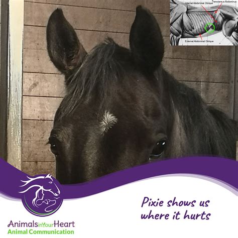 Pixie Tells Us Where Is Hurts With A Diagram