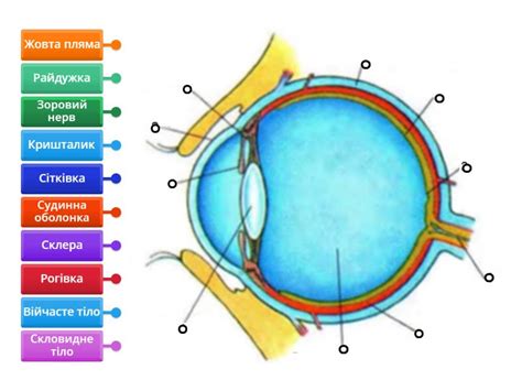 Будова ока Labelled Diagram