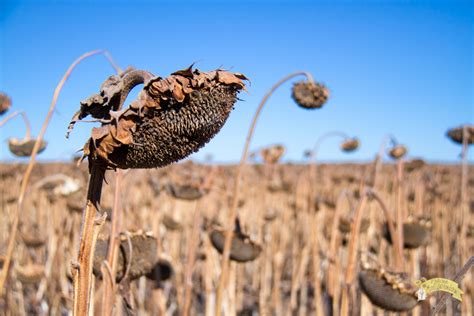 Harvesting Sunflowers Prairie Californian
