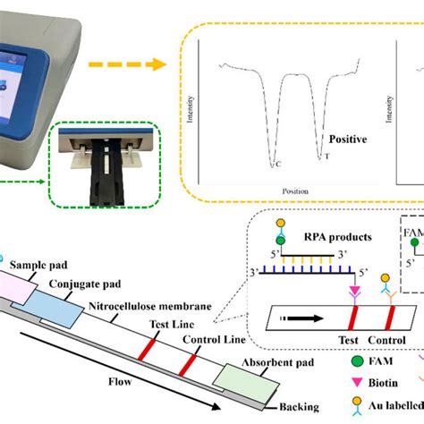 Pdf Recombinase Polymerase Amplification Rpa Combined With Lateral Flow Immunoassay For