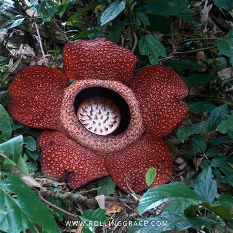 Where To Find Rafflesia In Malaysia