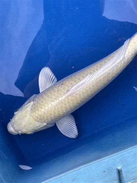 Yahooオークション 特選 令和4年産 珍しい真鯉の血を引くピッカピ