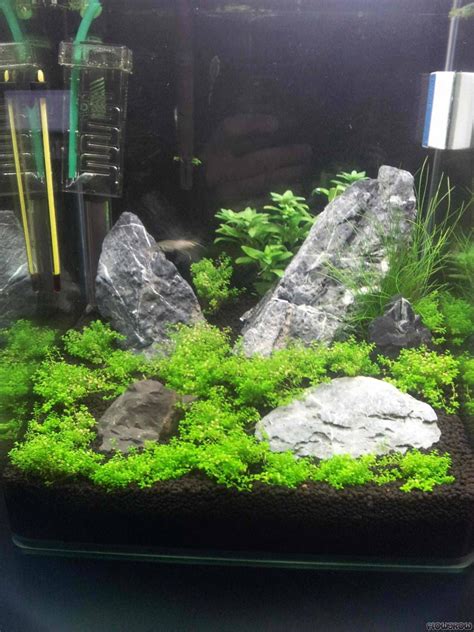 Best Aquascaping Design Ideas To Decor Your Aquarium Striking Simple