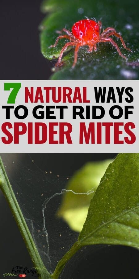 How To Get Rid Of Spider Mites On Your Plants Naturally