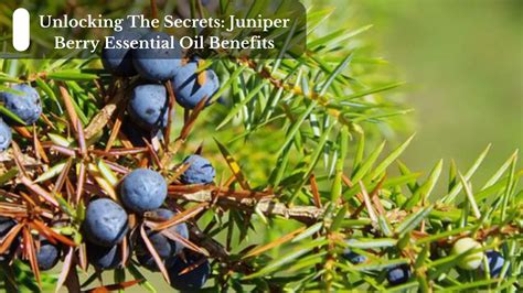 Juniper Berry Uses And Benefits Uawznu