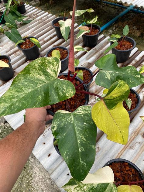 Philodendron Strawberry Shake Terraflora Global