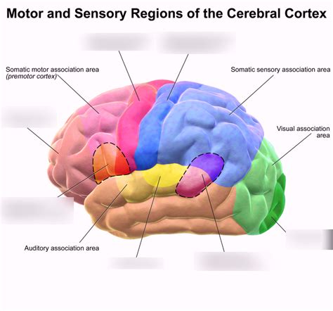 Brain Cortices Diagram Quizlet