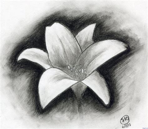 Charcoal Drawings Of Flowers Capturing The Delicate Beauty Of Nature