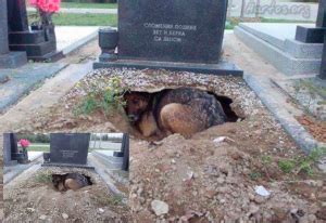 Lealtad Eterna Perro vive en tumba de su dueño