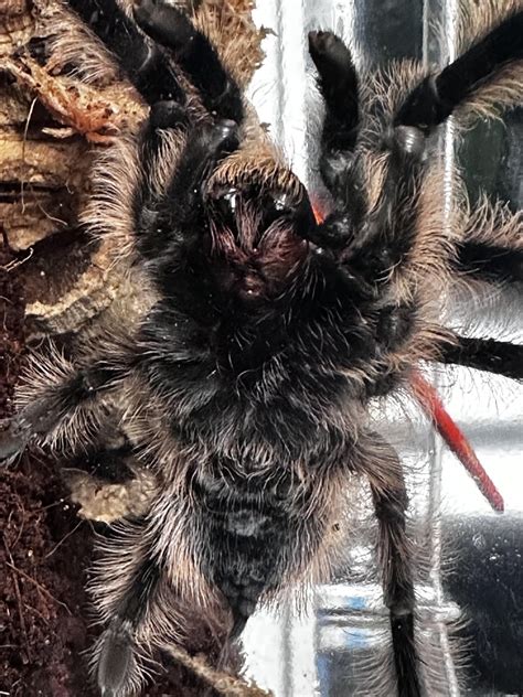 Hey Can Someone Tell Me The Sex Of My Curly Hair Minerva Please If