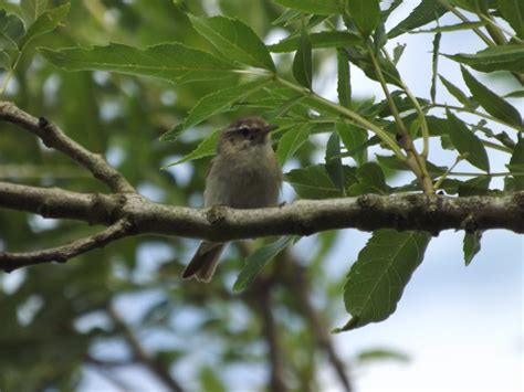 Chirpy Chiffchaff By Skycladfox On Deviantart