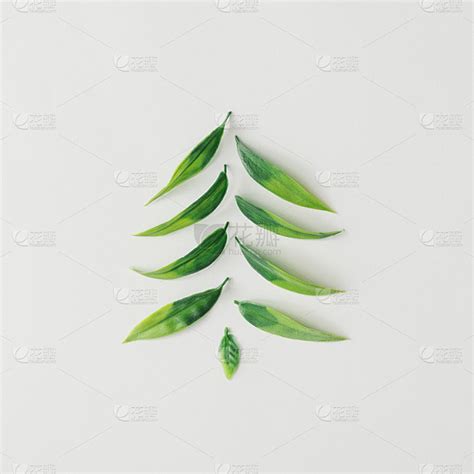 用绿叶做成的圣诞树。最小的自然灵感。