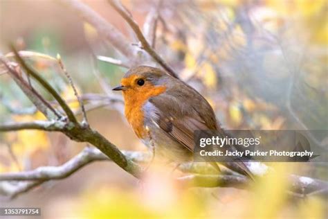 Robin Gardner Photos And Premium High Res Pictures Getty Images