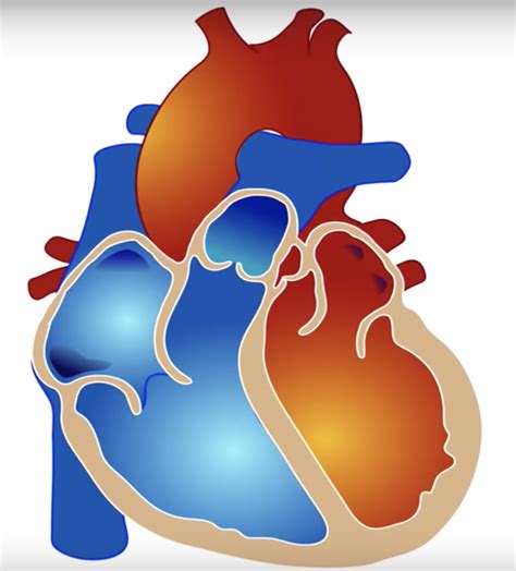 Cardiology Diagram Quizlet