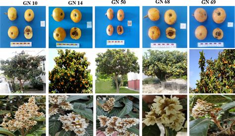 Fruit Tree And Flower Illustration Of Superior Loquat Genotypes Download Scientific Diagram