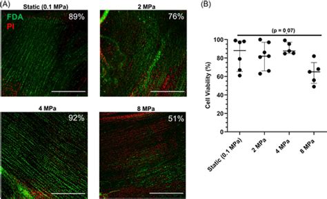Cyclic Loading Induces Anabolic Gene Expression In Acls In A Load‐dependent And Sex‐specific