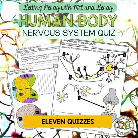 Nervous System Human Body Brain Structure And Function Quizzes