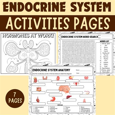 Human Endocrine System Activities Worksheets For Learning Glands And Hormones Made By Teachers