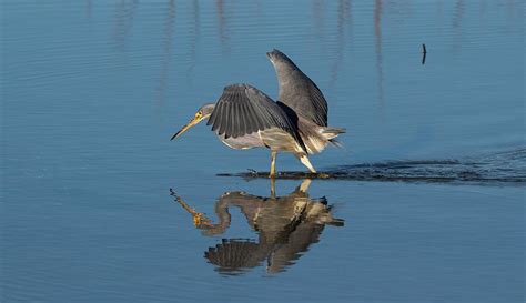 Tricolored Heron Striking Reflection Photograph By Chad Meyer Pixels
