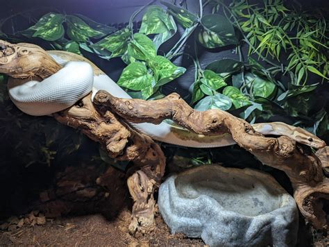 Climbing R Ballpython