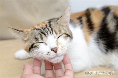 猫咪真的喜欢被亲吻吗？ 知乎