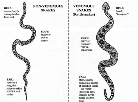 Differences Between Poisonous And Non Poisonous Snakes Biology Notes