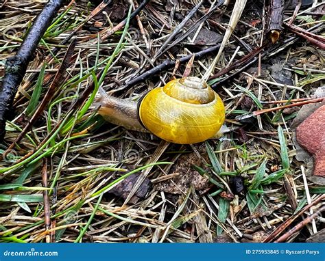 Forest Snail With A Yellow Shell Found In The Forest Stock Image