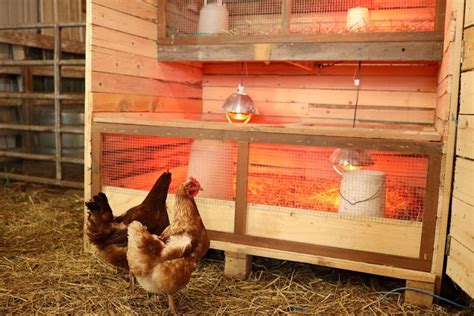 Simple Outdoor Chicken Brooder Ideas From Scratch Farmstead In 2024