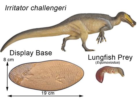 Irritator
